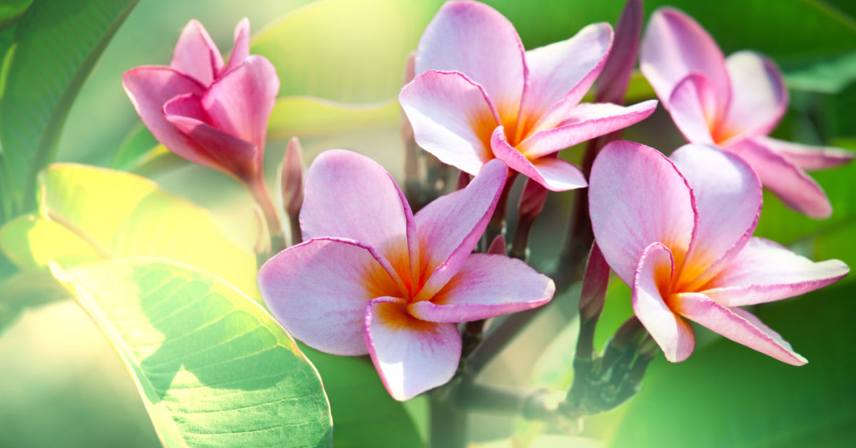 Species and varieties of Frangipani – MaxBestPlants.com