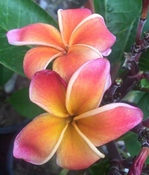 Orange Plumeria Flower Amazon.com : 5 Rare Orange Plumeria Seeds