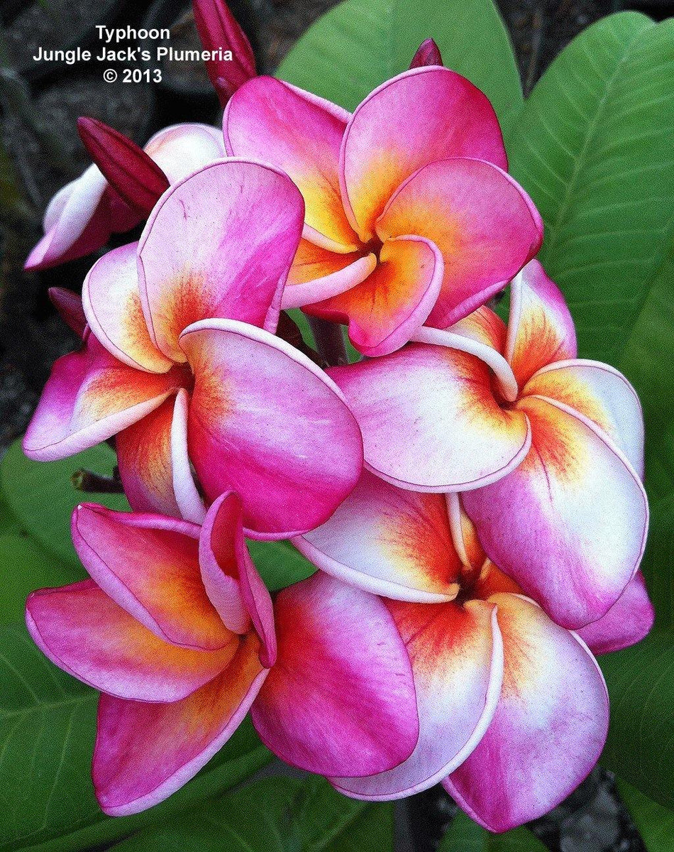 Plumeria "Typhoon" pink-orange (Frangipani, Pomelia) – MaxBestPlants.com
