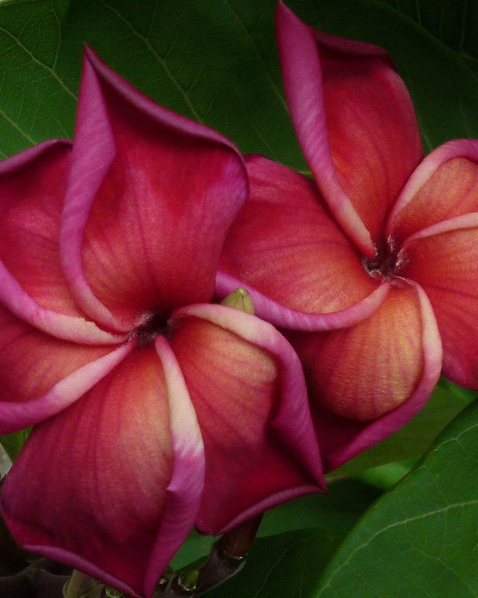 Plumeria "Aladdin" rossa-bianca (Frangipani, Pomelia) – MaxBestPlants.com