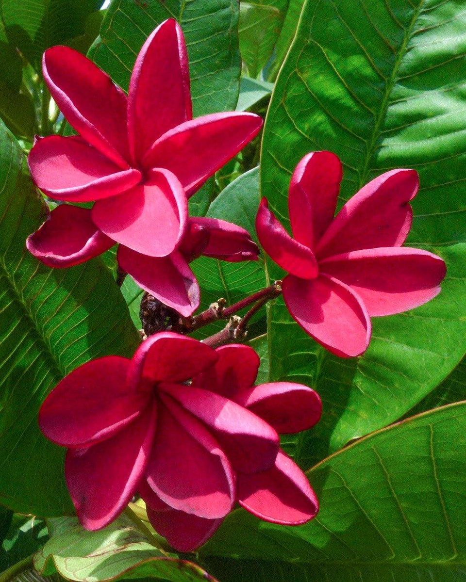 Plumeria "El Corazon" rossa (Frangipani, Pomelia) – MaxBestPlants.com