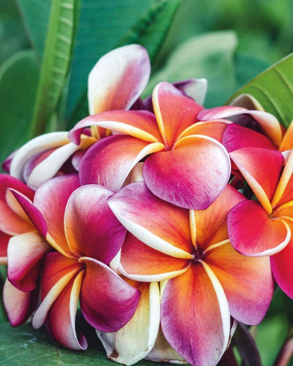 Plumeria "Gina" rosa-arancione-rossa (Frangipani, Pomelia ...