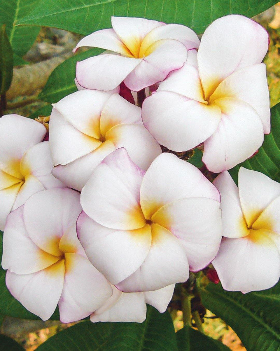Plumeria "Mini White" gialla-bianca (Frangipani, Pomelia ...