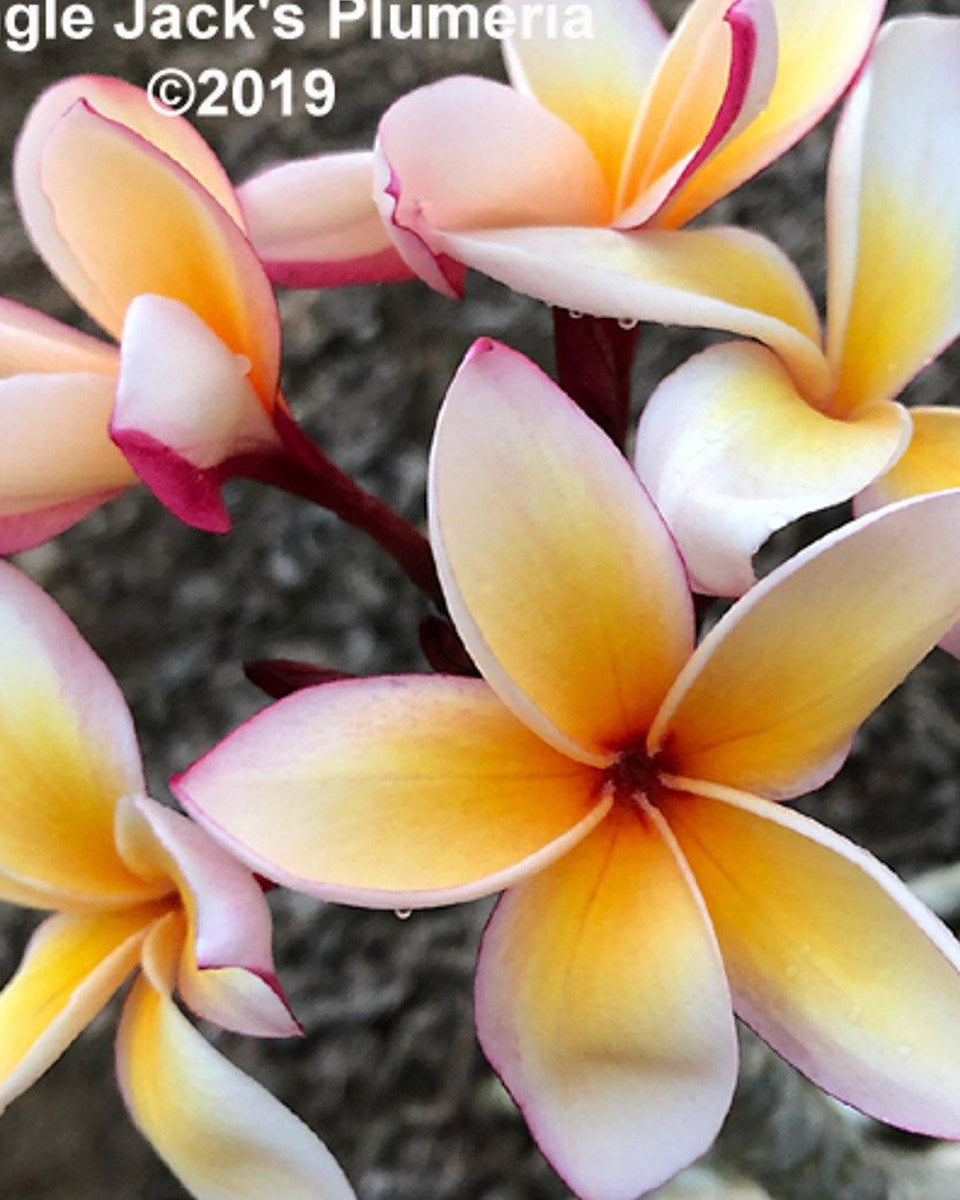 Plumeria "Mojave" rosa-gialla-bianca (Frangipani, Pomelia ...