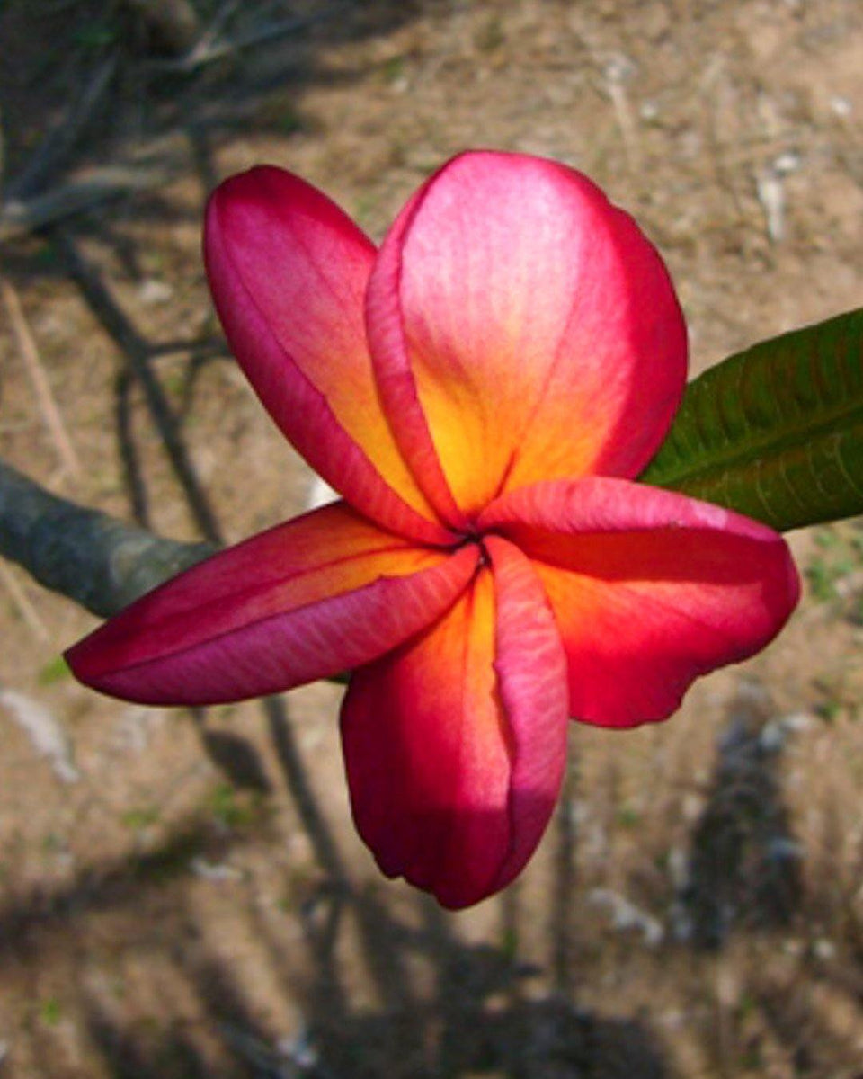 Plumeria "MoonGlo" rossa-gialla (Frangipani, Pomelia) – MaxBestPlants.com
