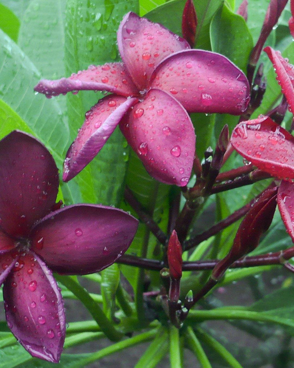 Plumeria "Opus" viola (Frangipani, Pomelia) – MaxBestPlants.com