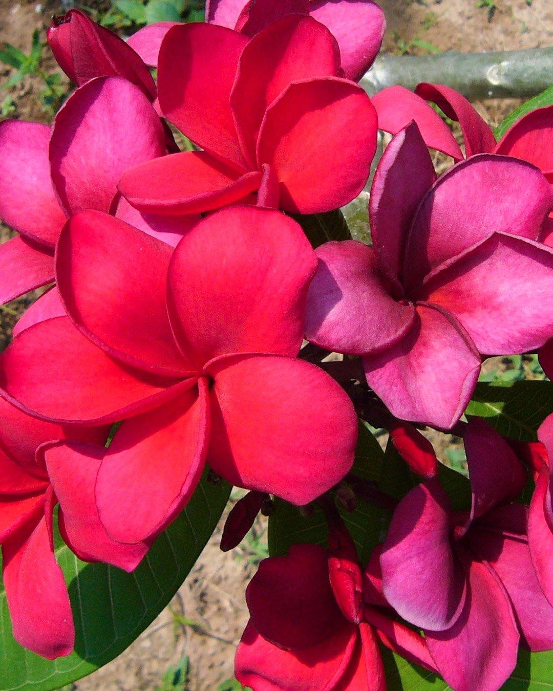 Plumeria "Red Hot" rossa (Frangipani, Pomelia) – MaxBestPlants.com