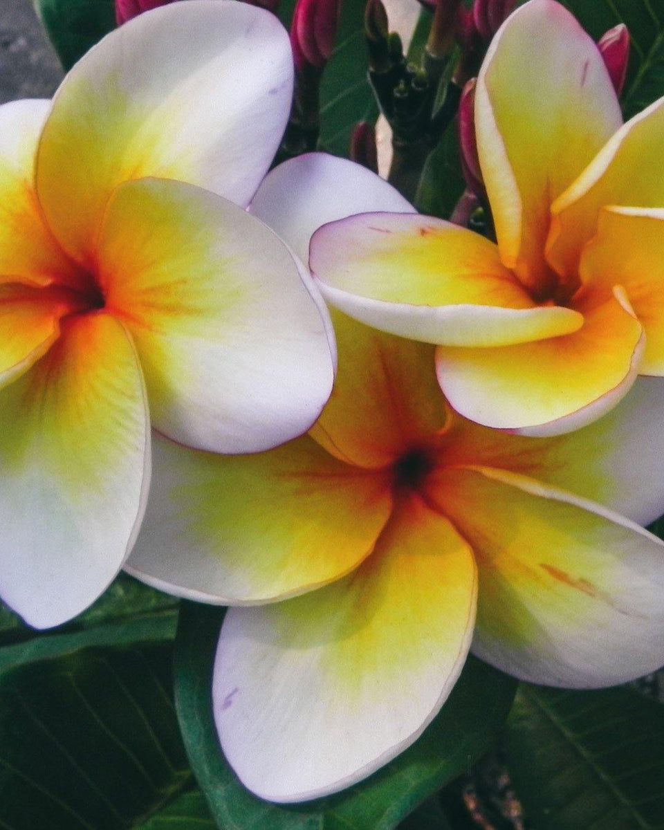 Plumeria "Sun Splash" bianca-gialla-arancione (Frangipani, Pomelia ...