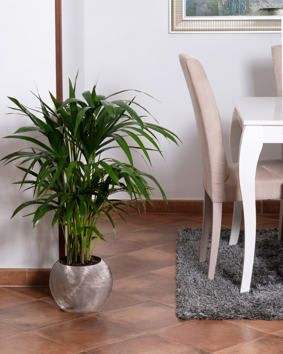 Palma di Kenzia Howea forsteriana (Kentia) – MaxBestPlants.com