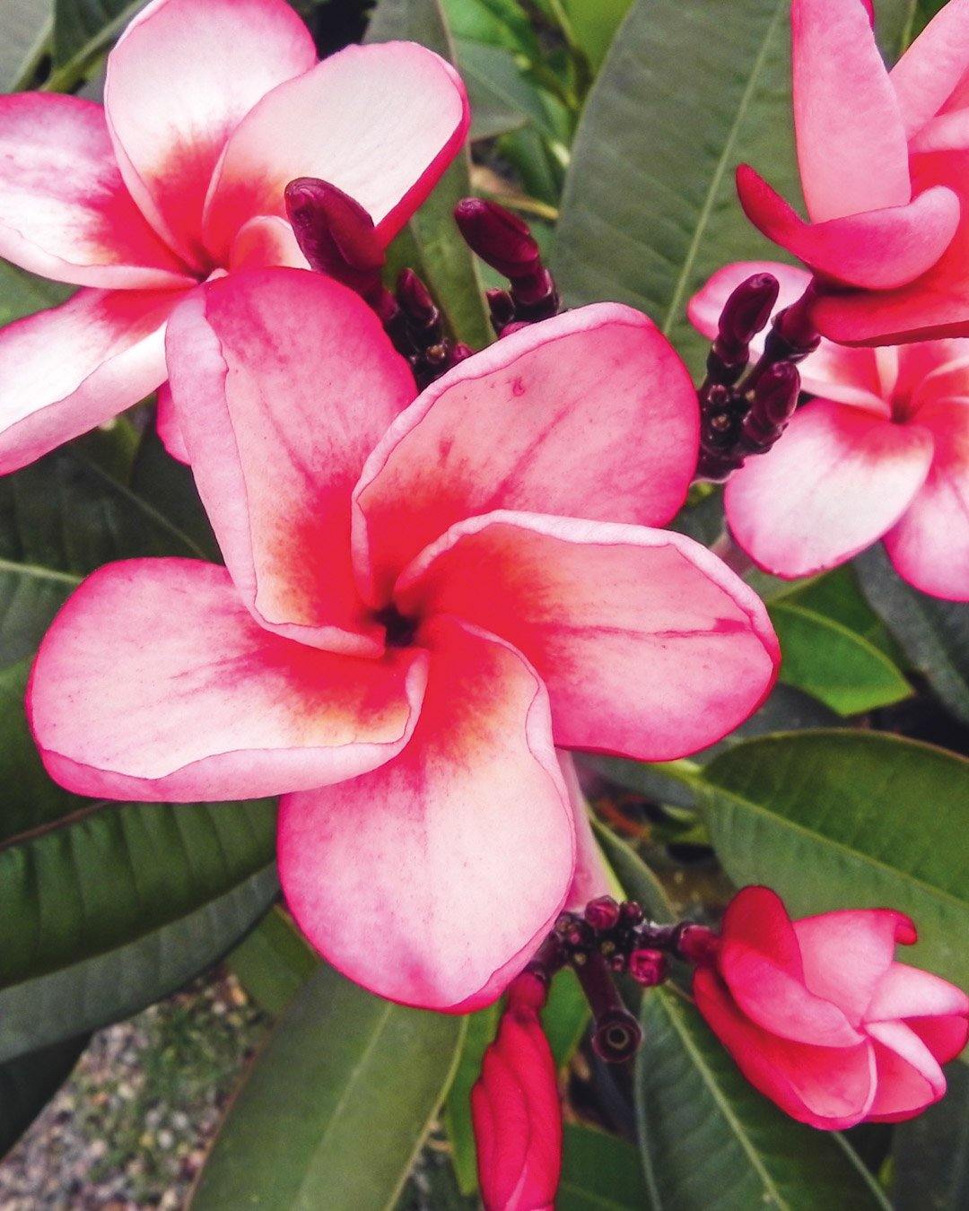 Plumeria "Temple Fire" rosa (Frangipani, Pomelia) – MaxBestPlants.com
