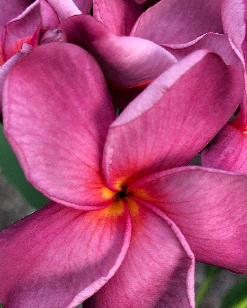 Plumeria "Tyrian" pink (Frangipani, Pomelia) – MaxBestPlants.com