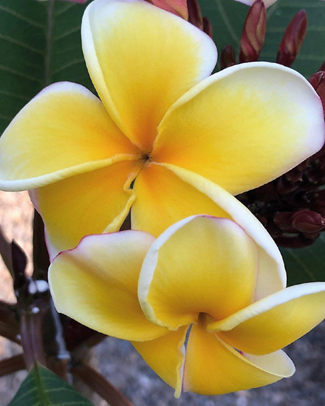 Plumeria "Yellow Gina" gialla (Frangipani, Pomelia) – MaxBestPlants.com