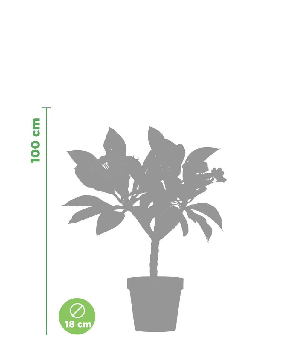 Plumeria "Gina" rosa-arancione-rossa (Frangipani, Pomelia ...